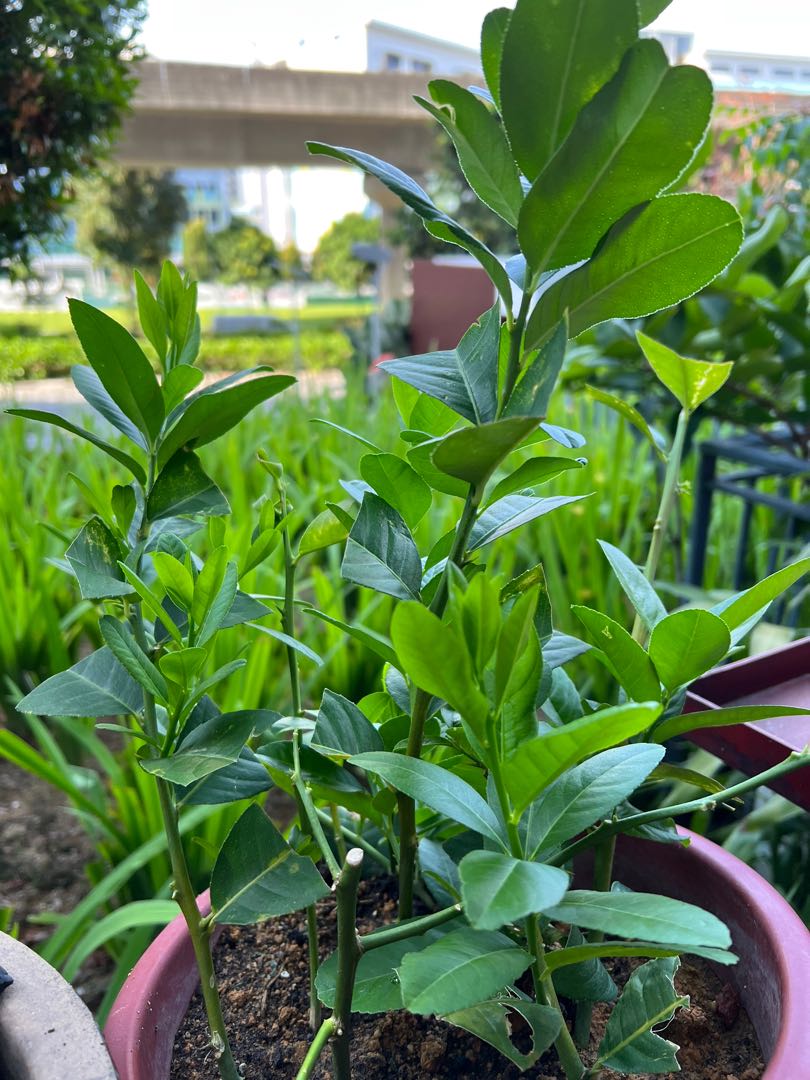 Lemon tree sapling with roots, one sapling for $5, Furniture & Home ...