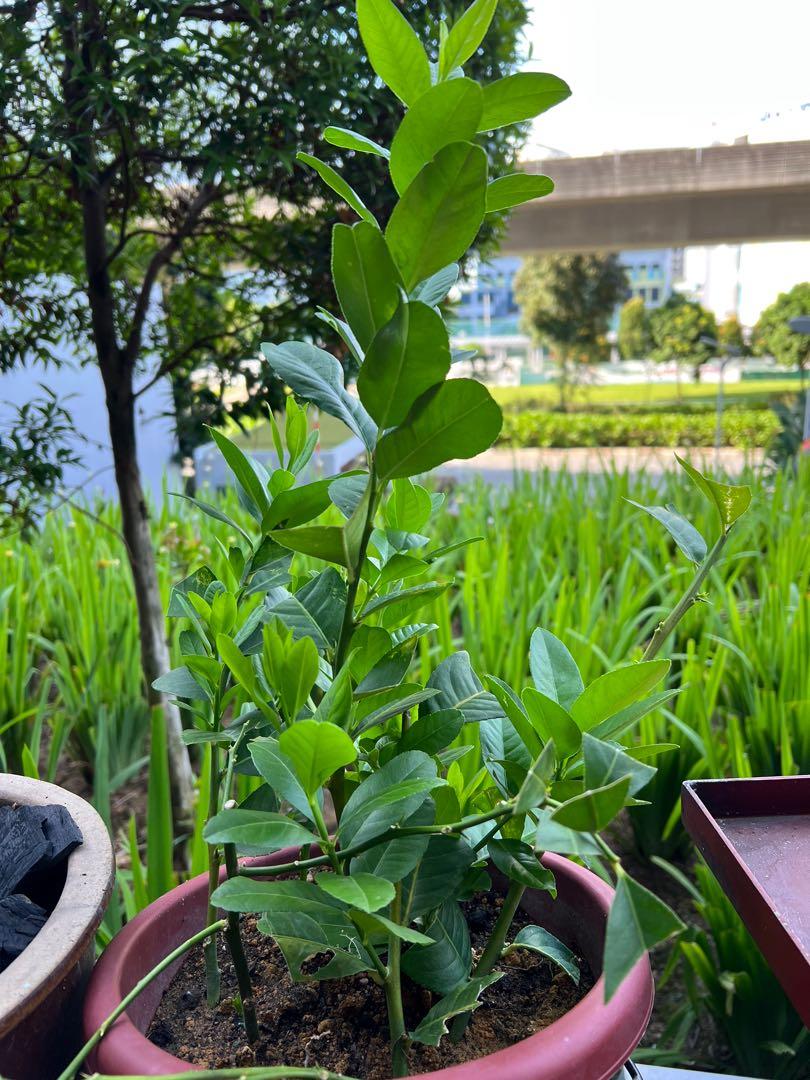 Lemon tree sapling with roots, one sapling for $5, Furniture & Home ...