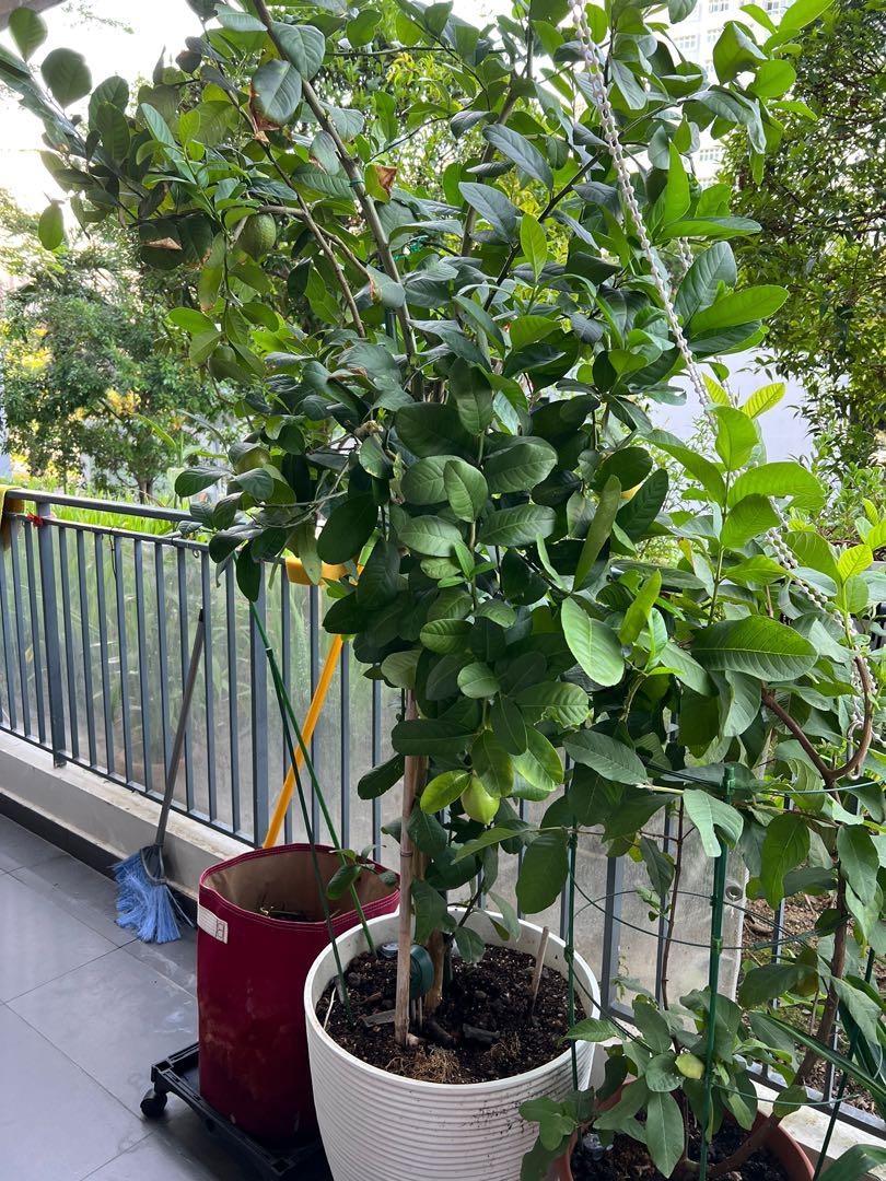 Lemon tree sapling with roots, one sapling for $5, Furniture & Home ...