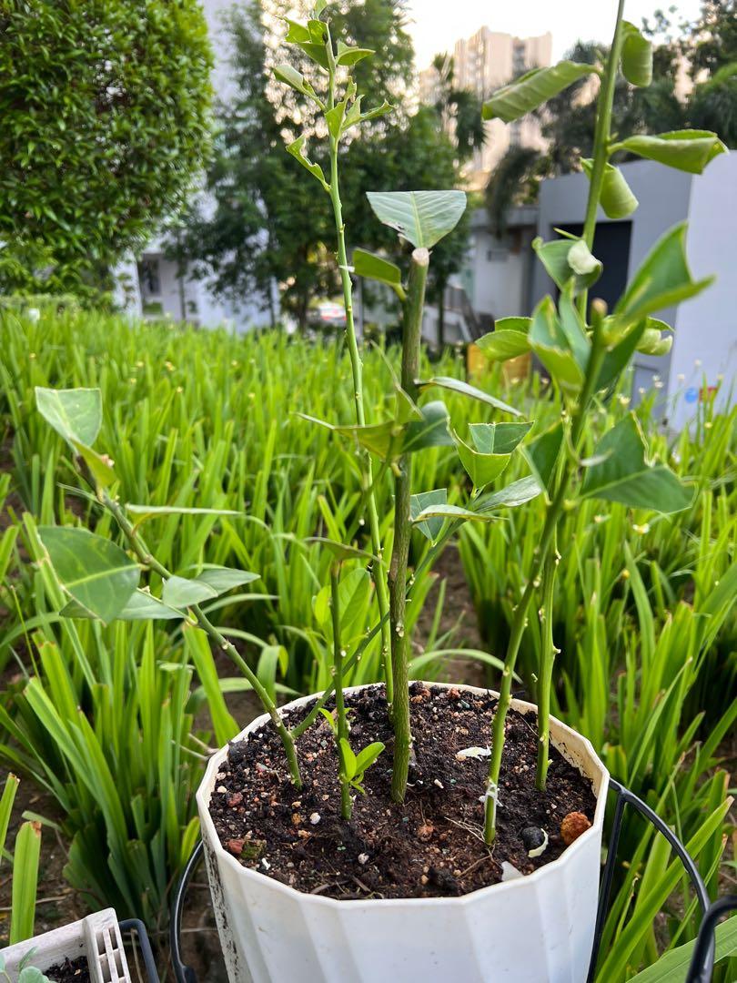 Lemon tree sapling with roots, one sapling for $5, Furniture & Home ...