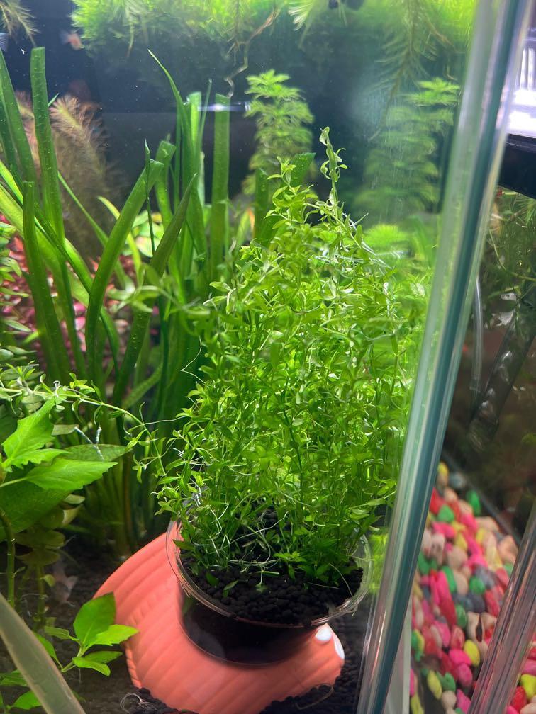 Pearlweed aquarium, Furniture & Home Living, Gardening, Plants & Seeds ...