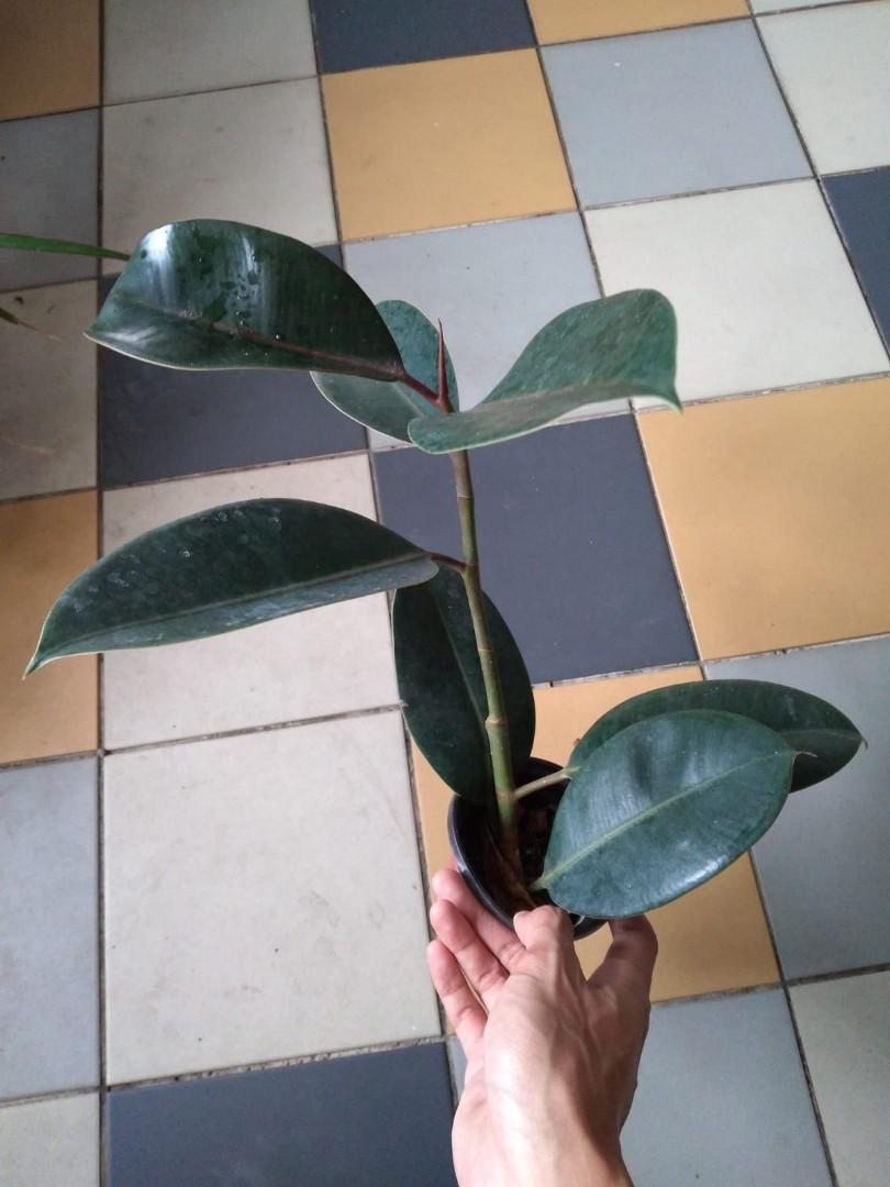 PLANT SALE (tradescantia nanouk syngonium podophyllum arrowhead ...