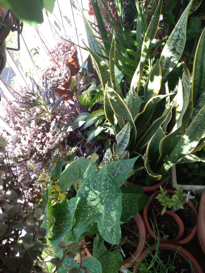 PLANT SALE (tradescantia nanouk syngonium podophyllum arrowhead ...