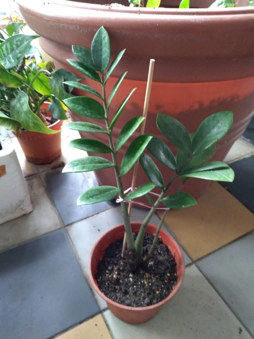 PLANT SALE (tradescantia nanouk syngonium podophyllum arrowhead ...