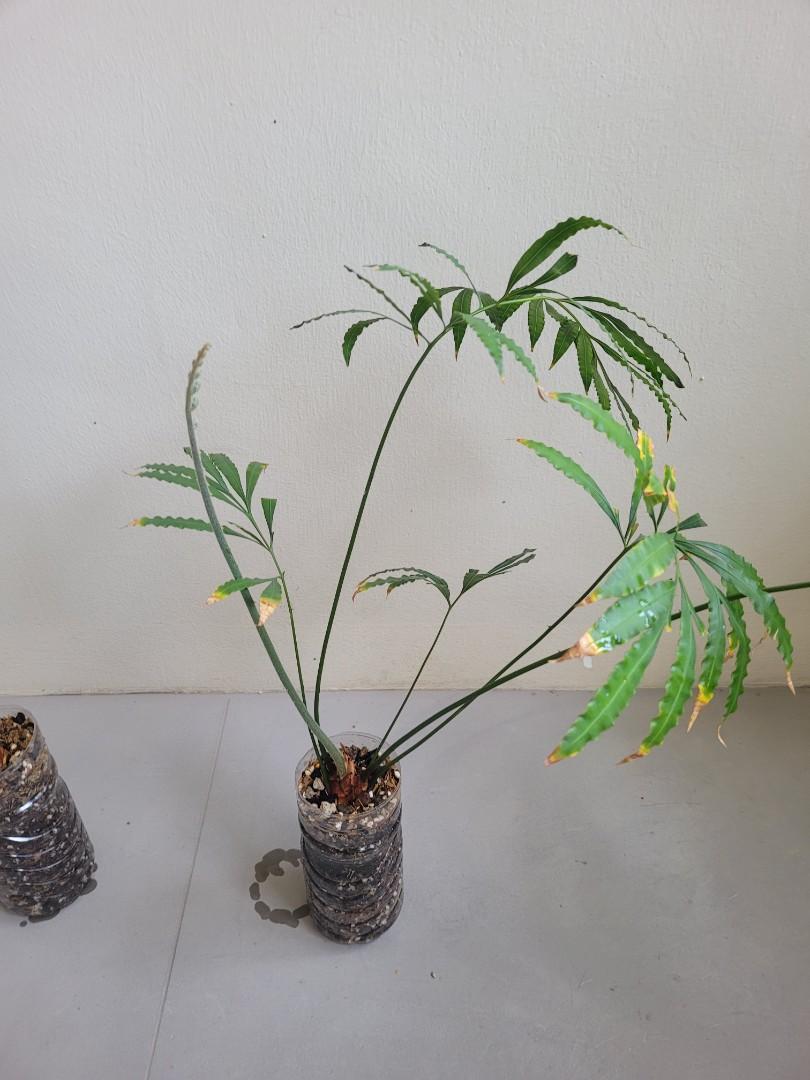 Really rare cycas debaoensis, Furniture & Home Living, Gardening ...
