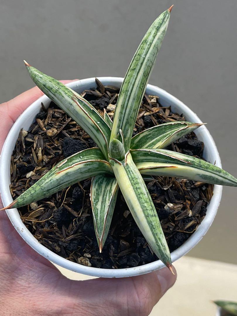Sanseveria Blue Clone White Variegated (uncommon), Furniture & Home ...