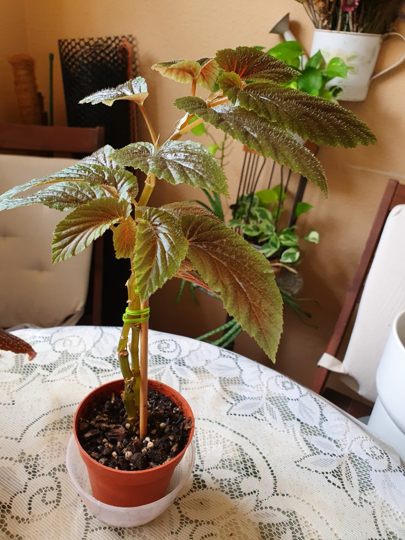 Begonia U402, Furniture & Home Living, Gardening, Plants & Seeds on ...