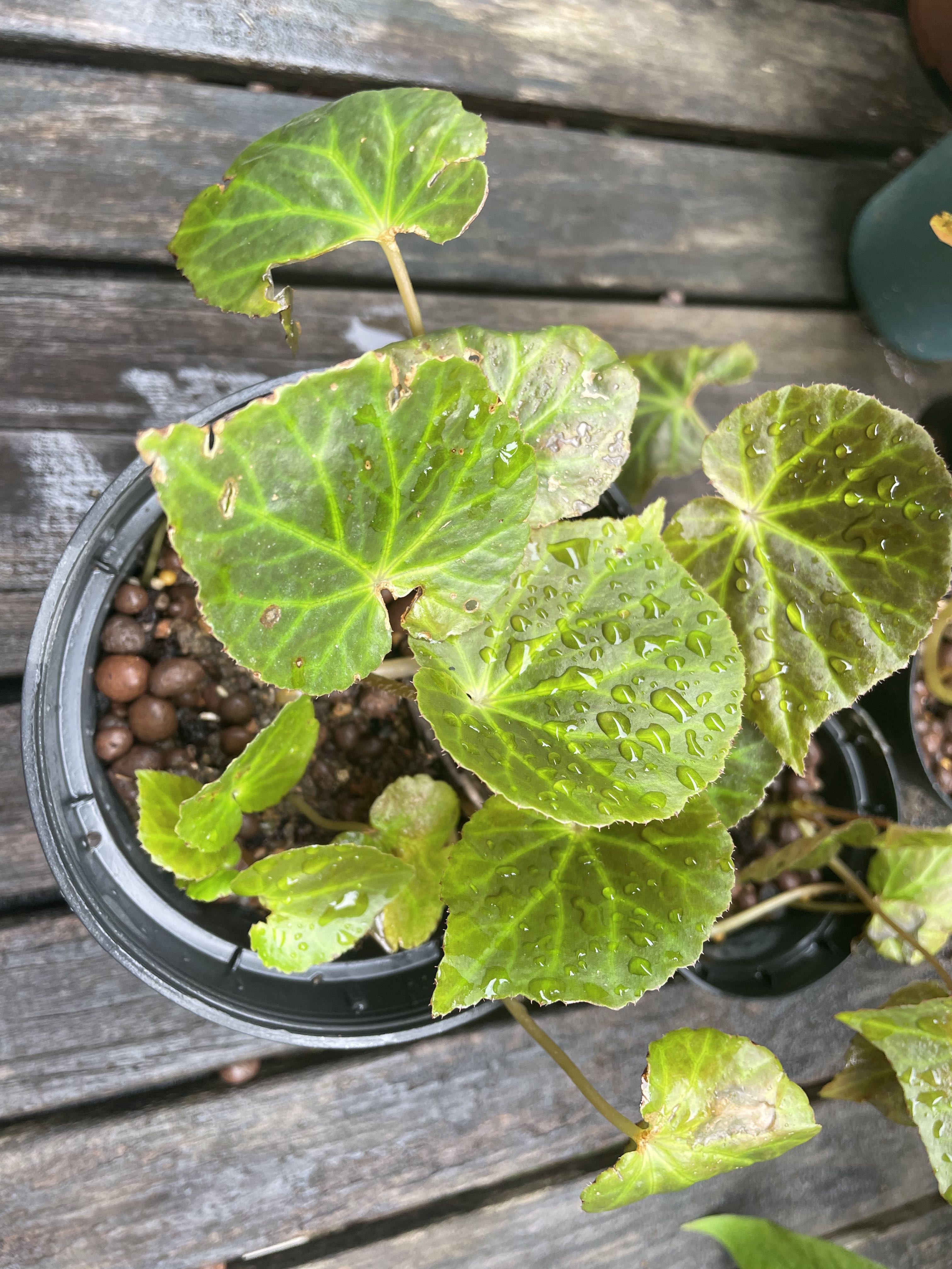 Begonia U514, Furniture & Home Living, Gardening, Plants & Seeds on ...