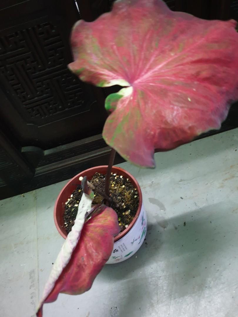 Caladium Red Devil Nagegeni, Furniture & Home Living, Gardening, Plants ...