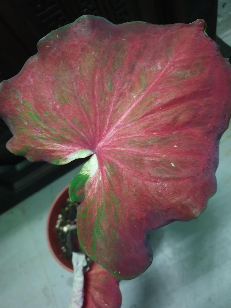 Caladium Red Devil Nagegeni, Furniture & Home Living, Gardening, Plants ...