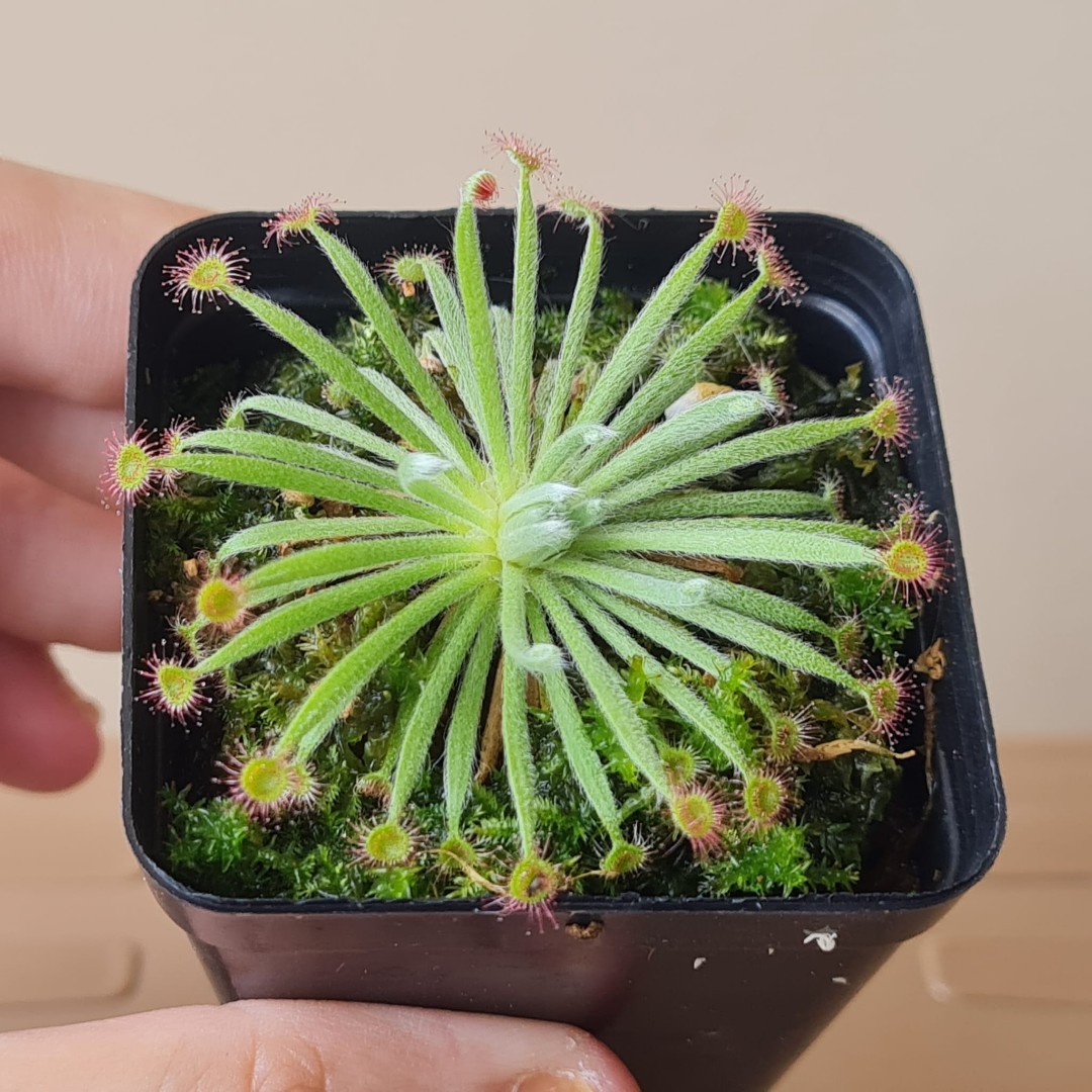 Drosera aff lanata B (sundew), Furniture & Home Living, Gardening ...