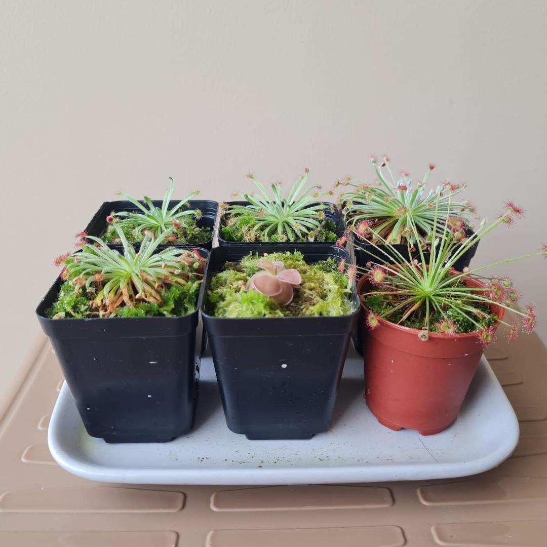 Drosera aff lanata B (sundew), Furniture & Home Living, Gardening ...