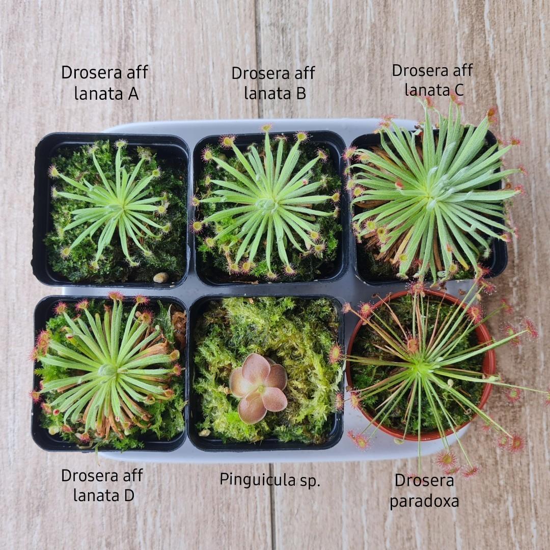 Drosera aff lanata B (sundew), Furniture & Home Living, Gardening ...