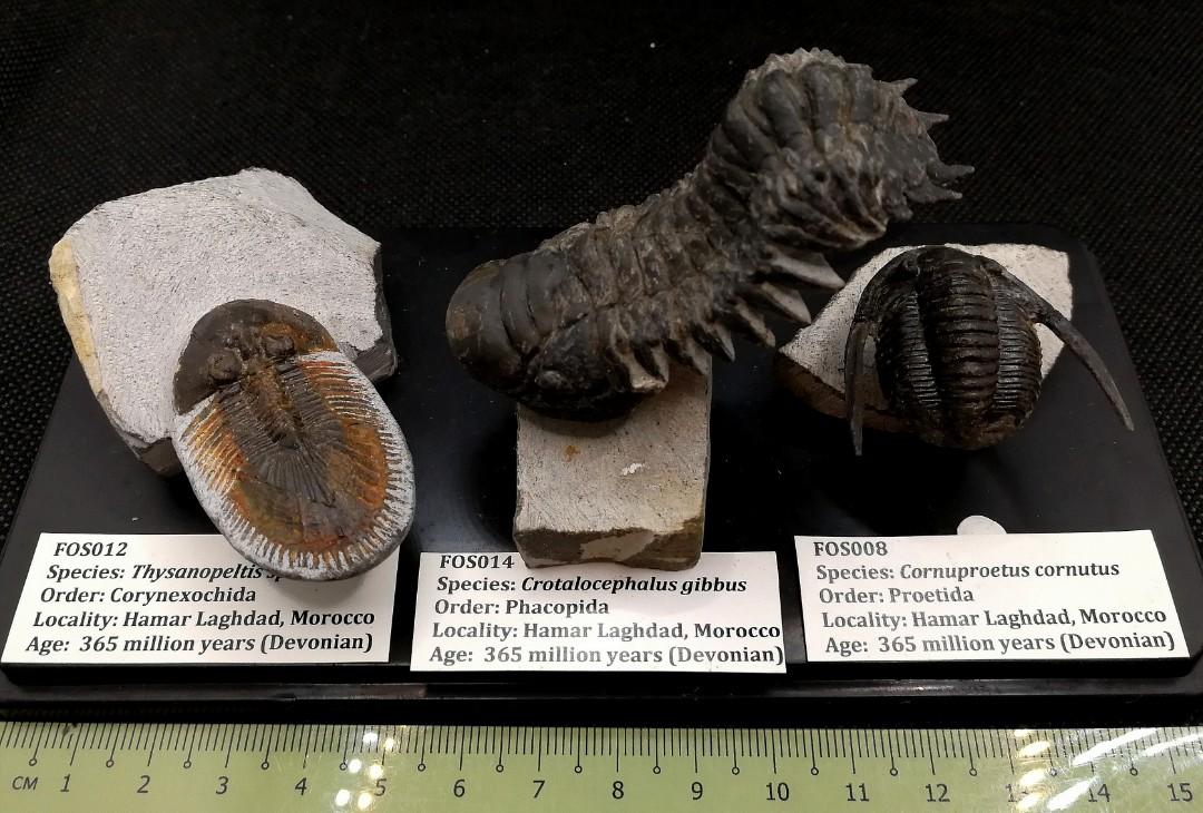 Trilobite set, Hobbies & Toys, Memorabilia & Collectibles, Vintage ...