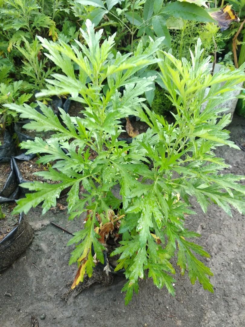 Damong Maria plants, Furniture & Home Living, Gardening, Plants & Seeds ...