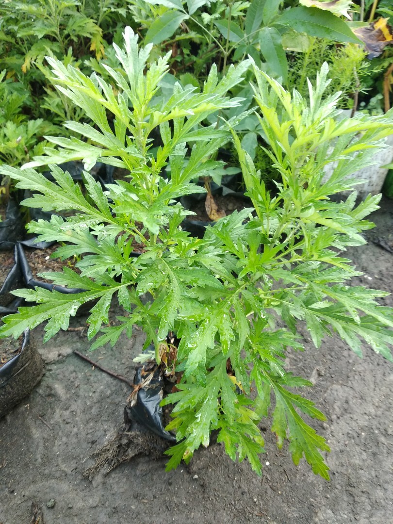 Damong Maria plants, Furniture & Home Living, Gardening, Plants & Seeds ...