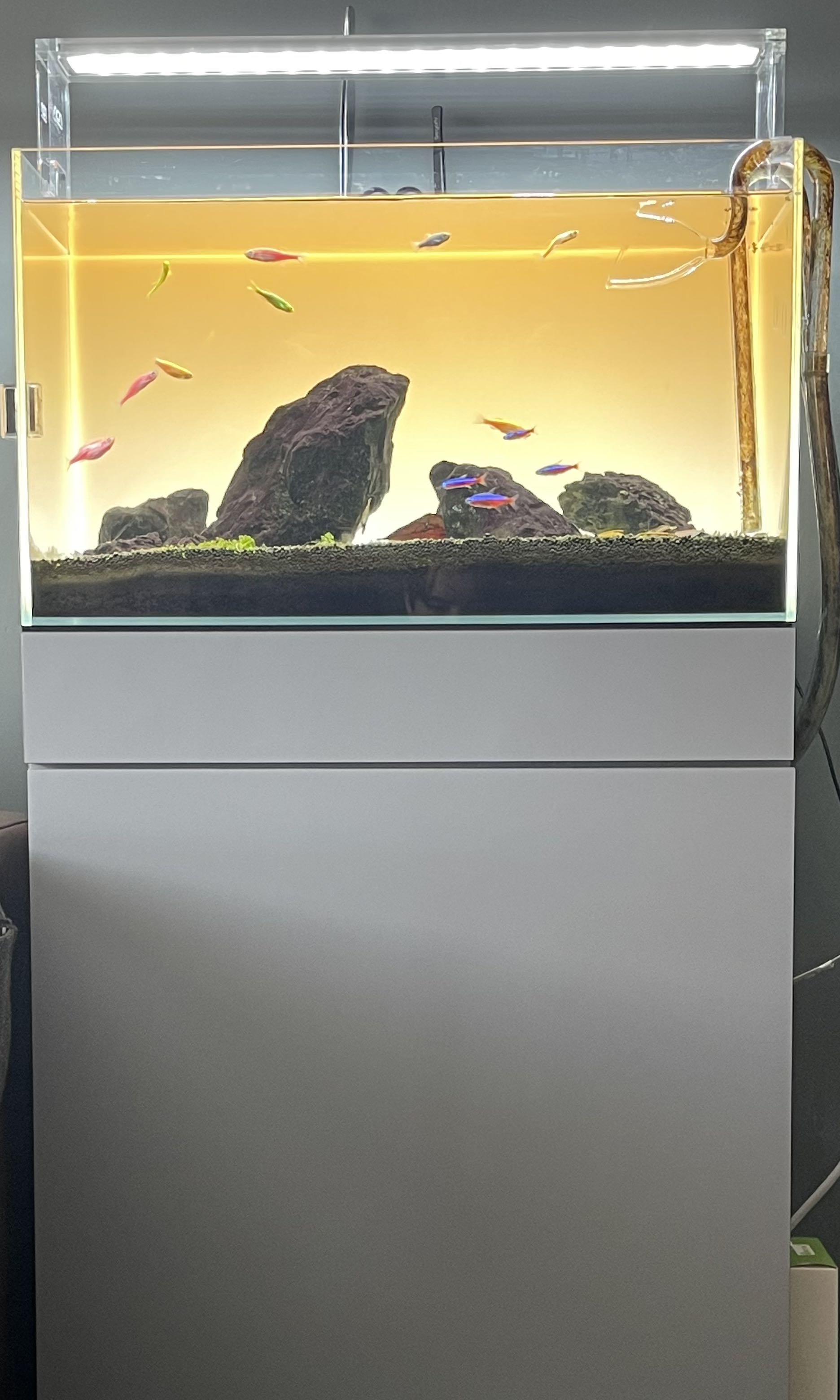 Full 2ft fish tank set, Pet Supplies, Homes & Other Pet Accessories on ...