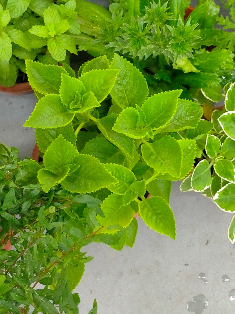 Indian coleus spurflowers, Furniture & Home Living, Gardening, Plants ...