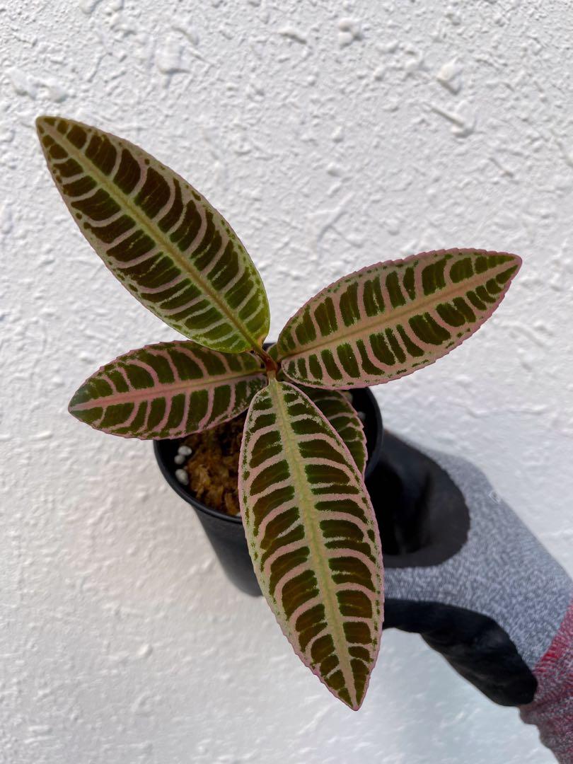 Labisia Pink (Fish Bone), Furniture & Home Living, Gardening, Plants ...
