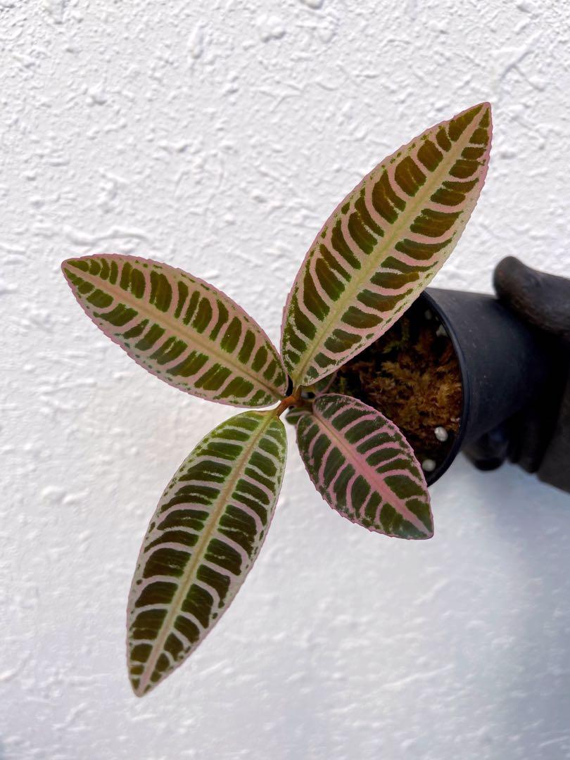 Labisia Pink (Fish Bone), Furniture & Home Living, Gardening, Plants ...