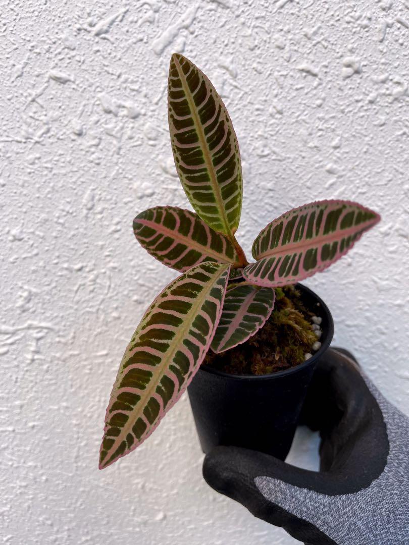 Labisia Pink (Fish Bone), Furniture & Home Living, Gardening, Plants ...