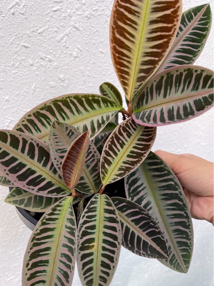 Labisia Pink (Fish Bone), Furniture & Home Living, Gardening, Plants ...