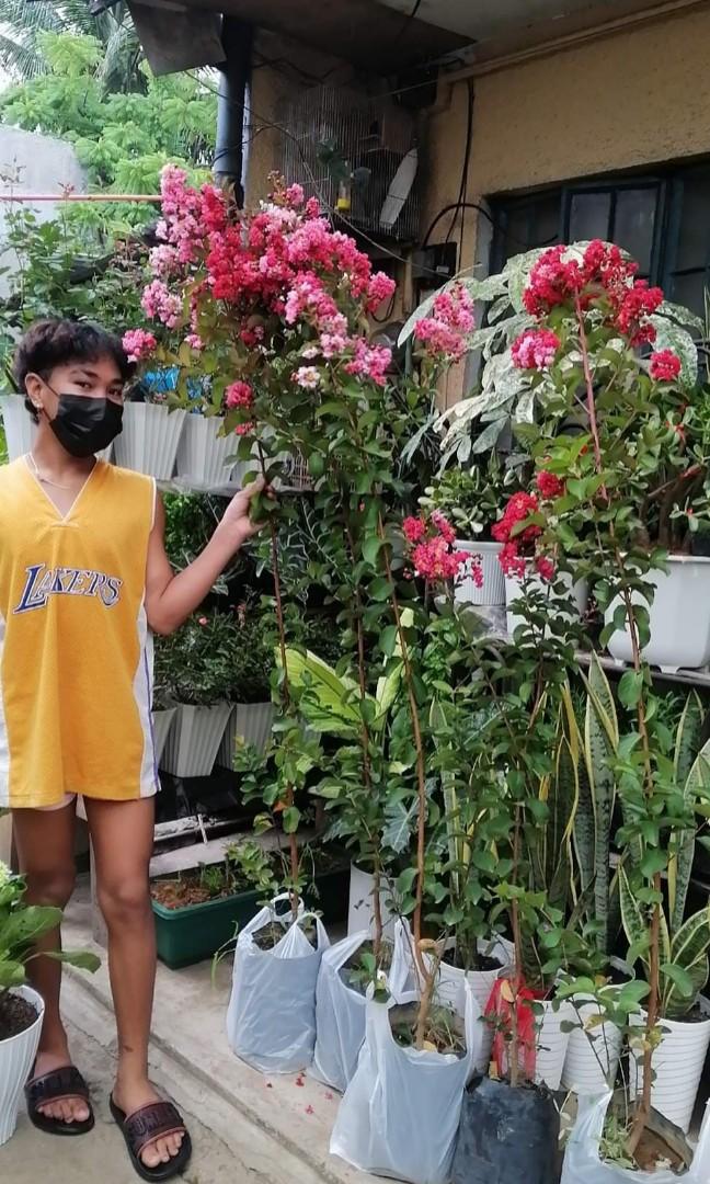 Melendres plant with flowers and buds 6ft, Furniture & Home Living ...