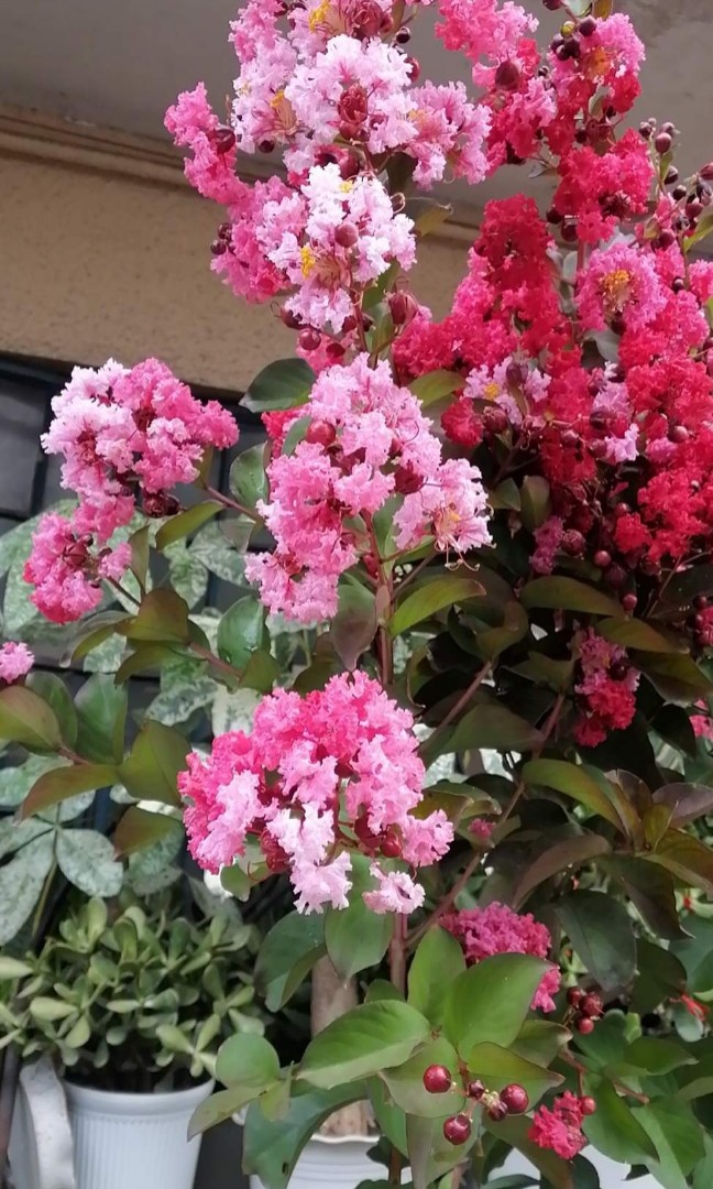 Melendres plant with flowers and buds 6ft, Furniture & Home Living ...