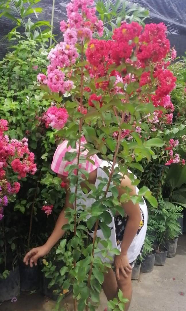 Melendres plant with flowers and buds 6ft, Furniture & Home Living ...