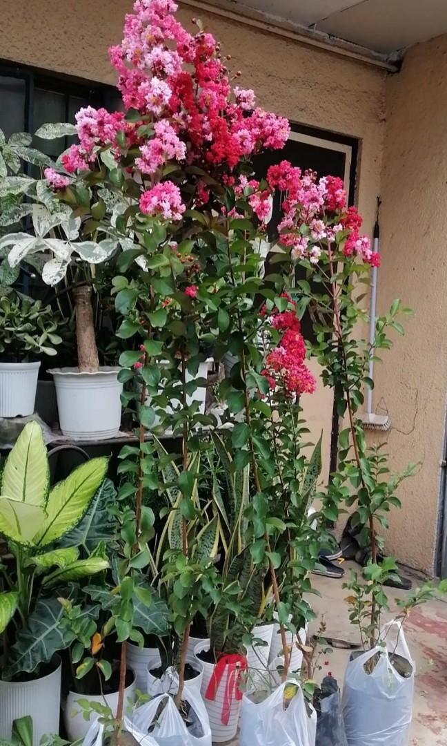 Melendres plant with flowers and buds 6ft, Furniture & Home Living ...