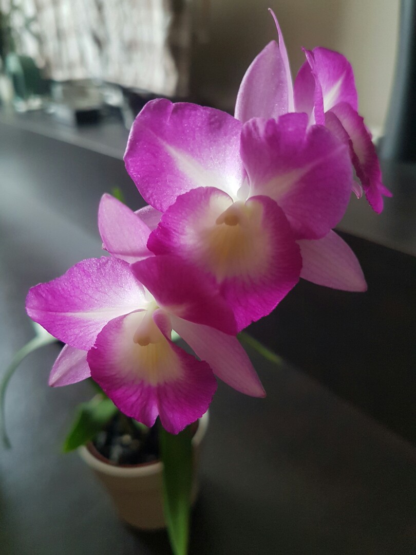 Mini Cattleya Orchid, Furniture & Home Living, Gardening, Plants ...