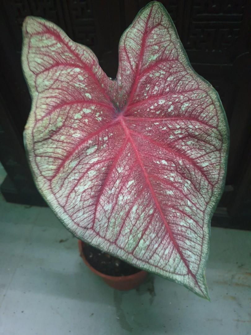 Mother Plant Caladium Red Devil with babies, Furniture & Home Living ...