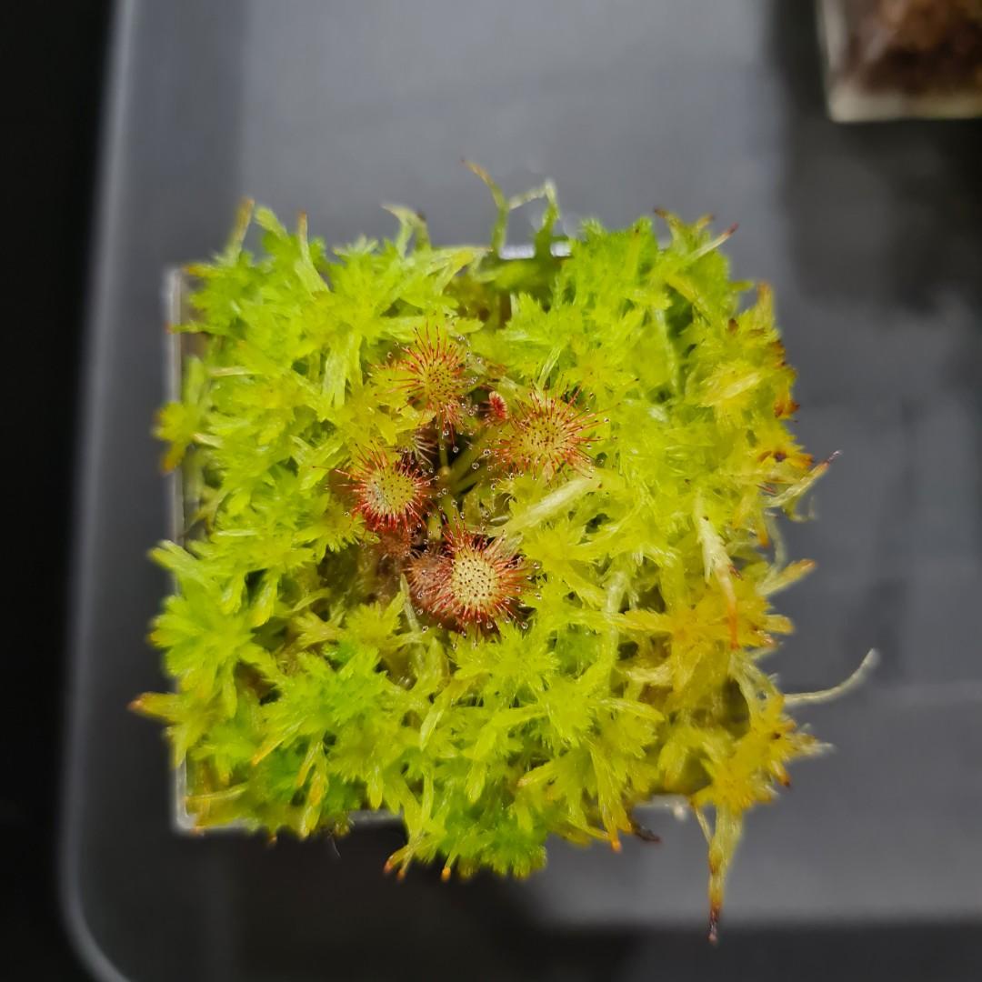 Drosera Capillaris Sundew, Furniture & Home Living, Gardening, Plants ...