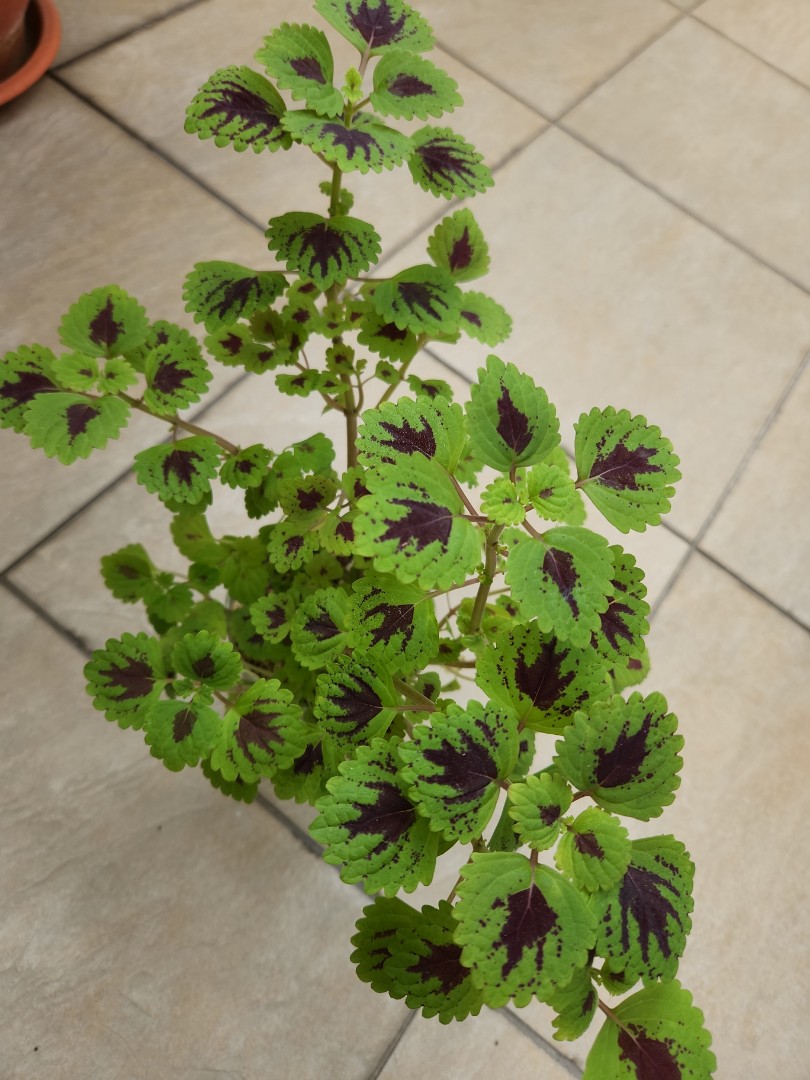 Mini coleus, Furniture & Home Living, Gardening, Plants & Seeds on ...