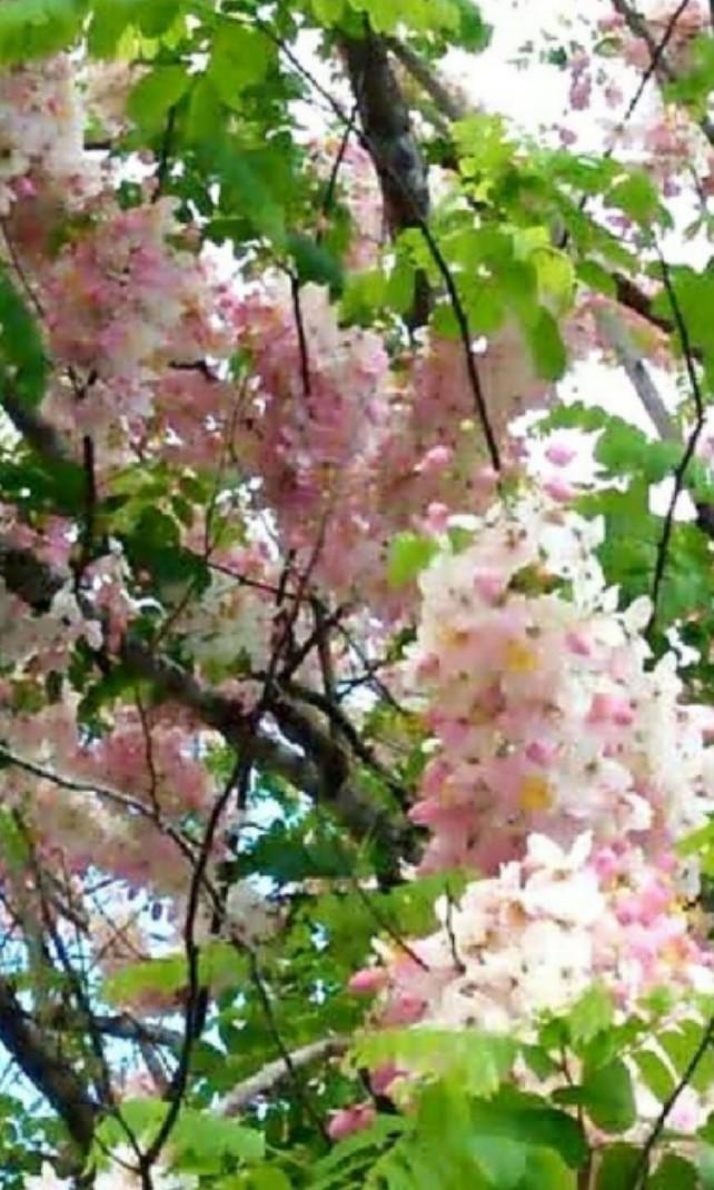 Palawan Cherry Blossoms Tree Seedlings, Furniture & Home Living ...