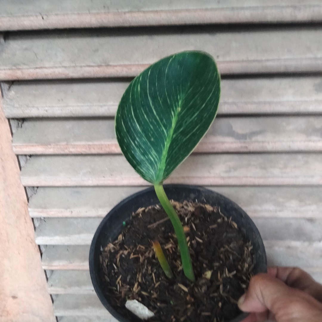 Philo Birkin 1d, Perkebunan di Carousell