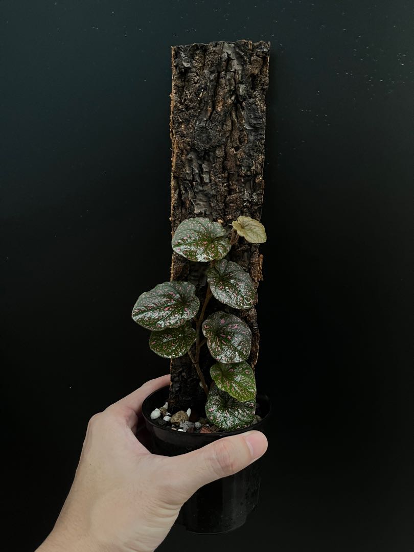 Piper Sp 'Pink Speckles', Furniture & Home Living, Gardening, Plants ...