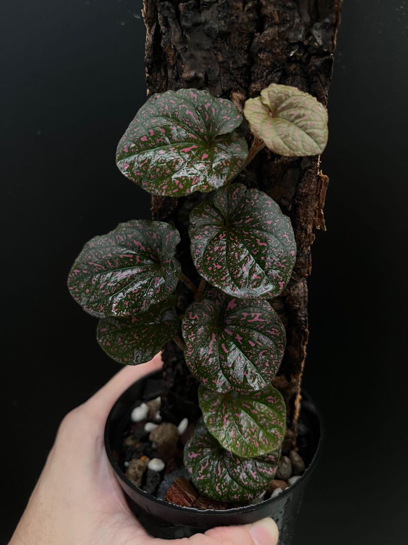 Piper Sp 'Pink Speckles', Furniture & Home Living, Gardening, Plants ...