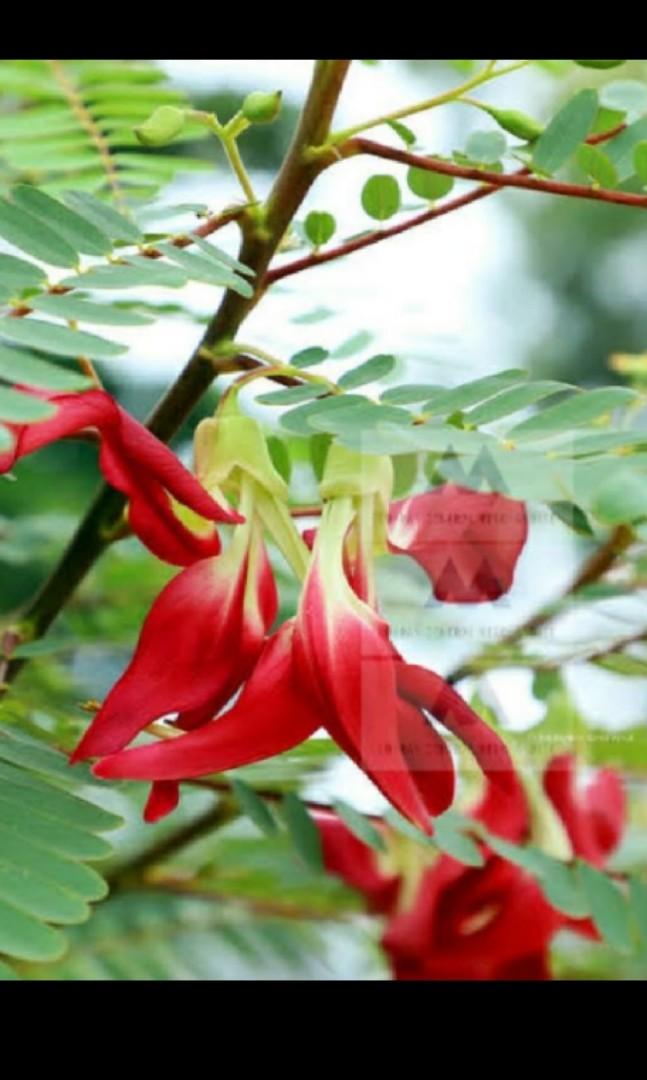 Red Katuray/ Humming bird Tree Seedlings, Furniture & Home Living ...