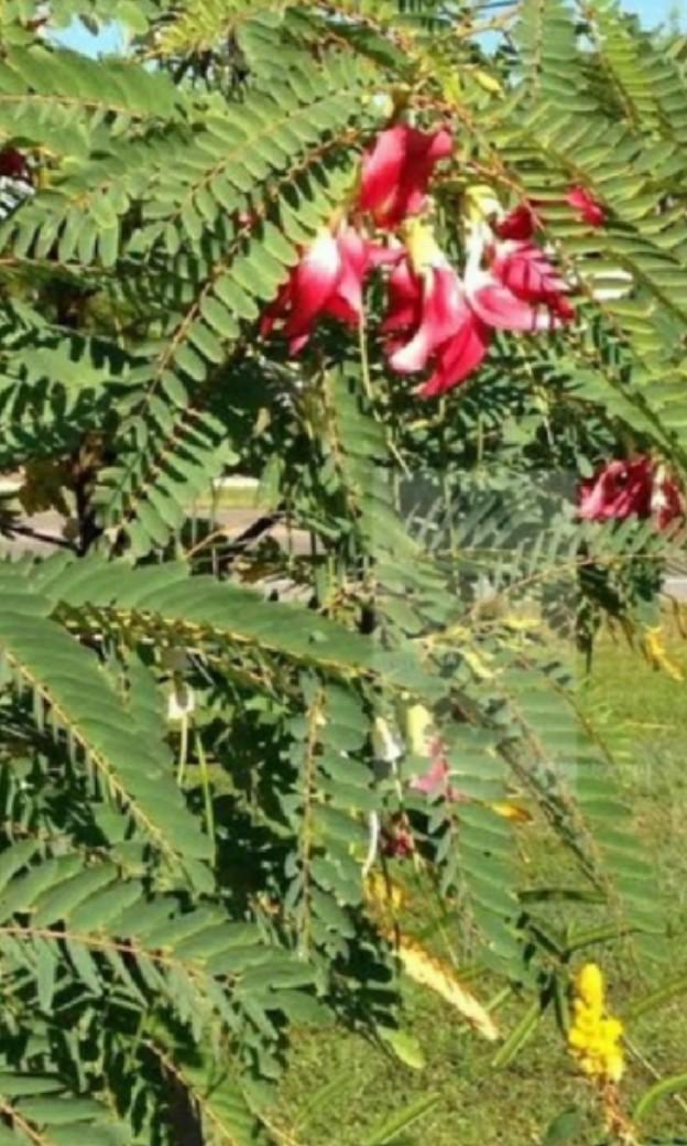 Red Katuray/ Humming bird Tree Seedlings, Furniture & Home Living ...