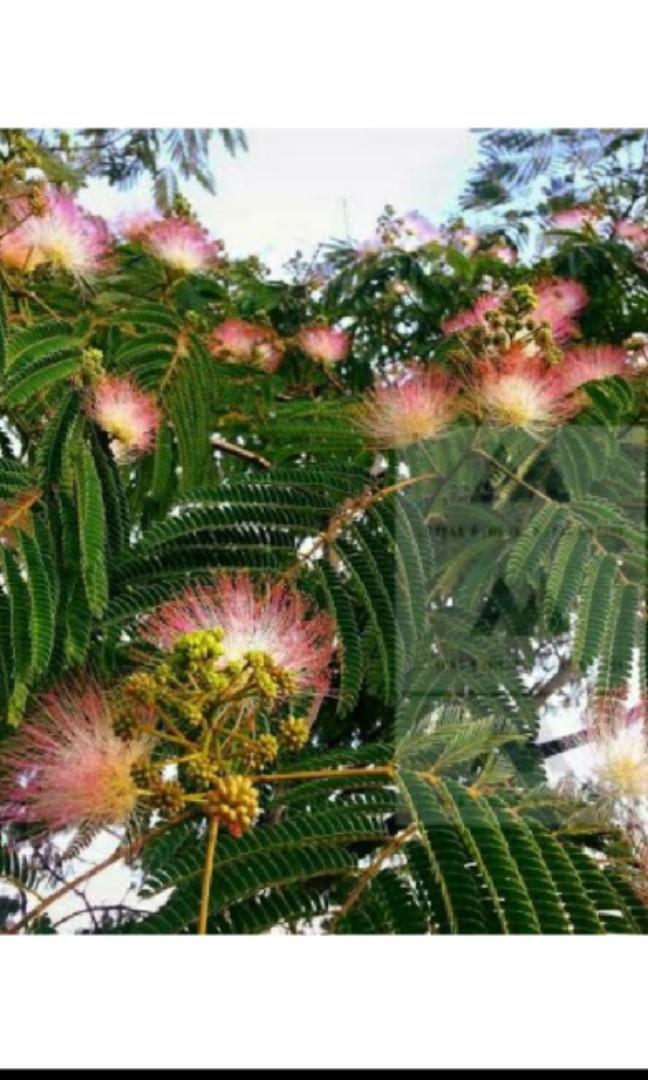 Red Katuray/ Humming bird Tree Seedlings, Furniture & Home Living ...