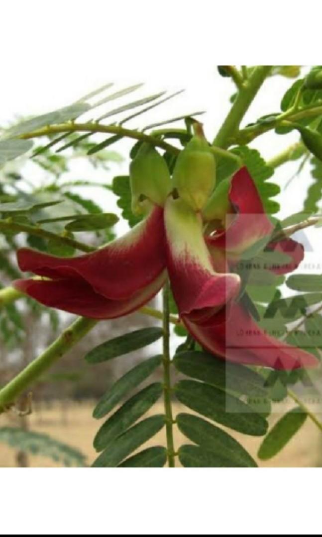 Red Katuray/ Humming bird Tree Seedlings, Furniture & Home Living ...