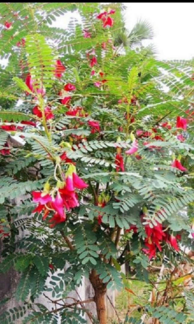 Red Katuray/ Humming bird Tree Seedlings, Furniture & Home Living ...