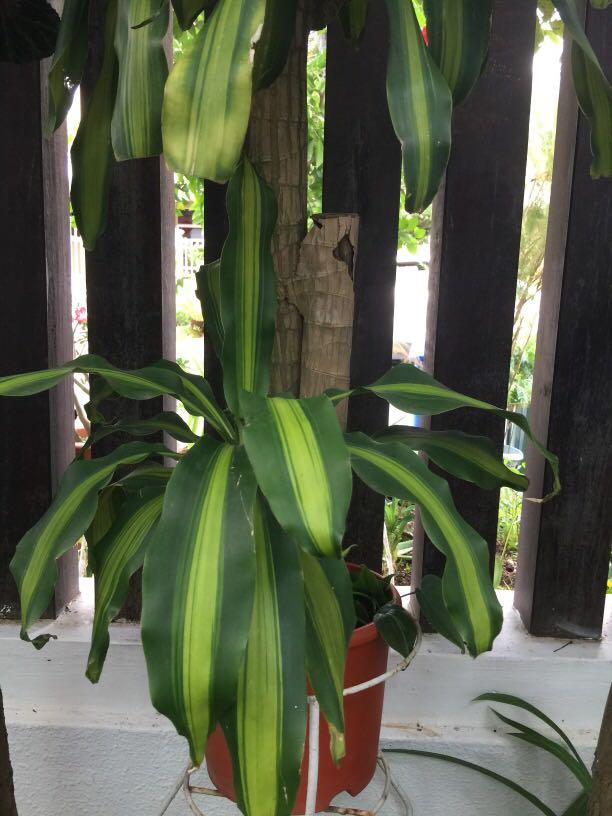 Tie Shu Potted Tree 铁树, Furniture & Home Living, Gardening, Plants ...