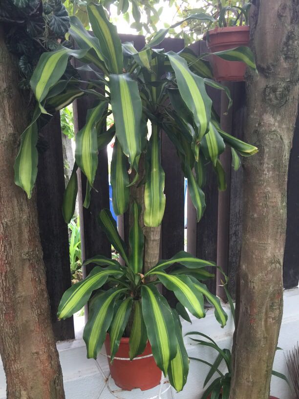 Tie Shu Potted Tree 铁树, Furniture & Home Living, Gardening, Plants ...