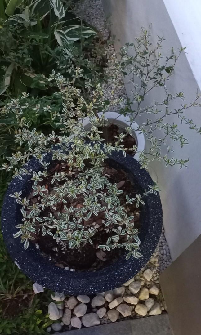 Variegated african talisay in kawa pot, Furniture & Home Living ...