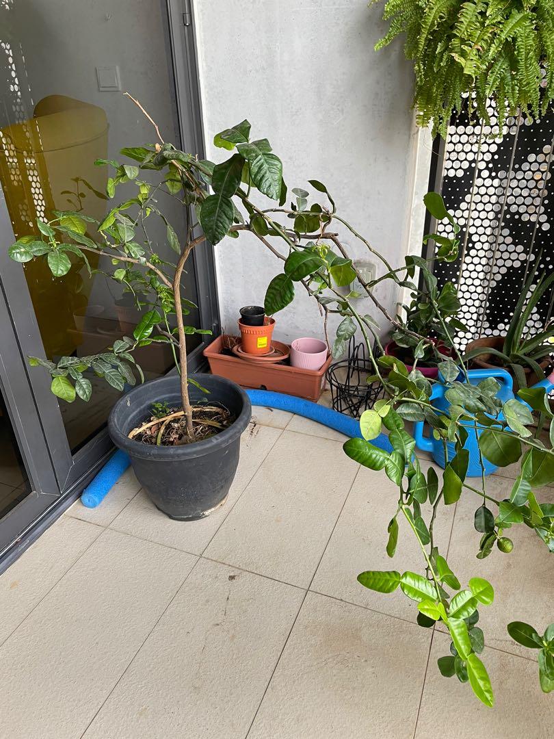 Kefir lime tree, Furniture & Home Living, Gardening, Plants & Seeds on ...