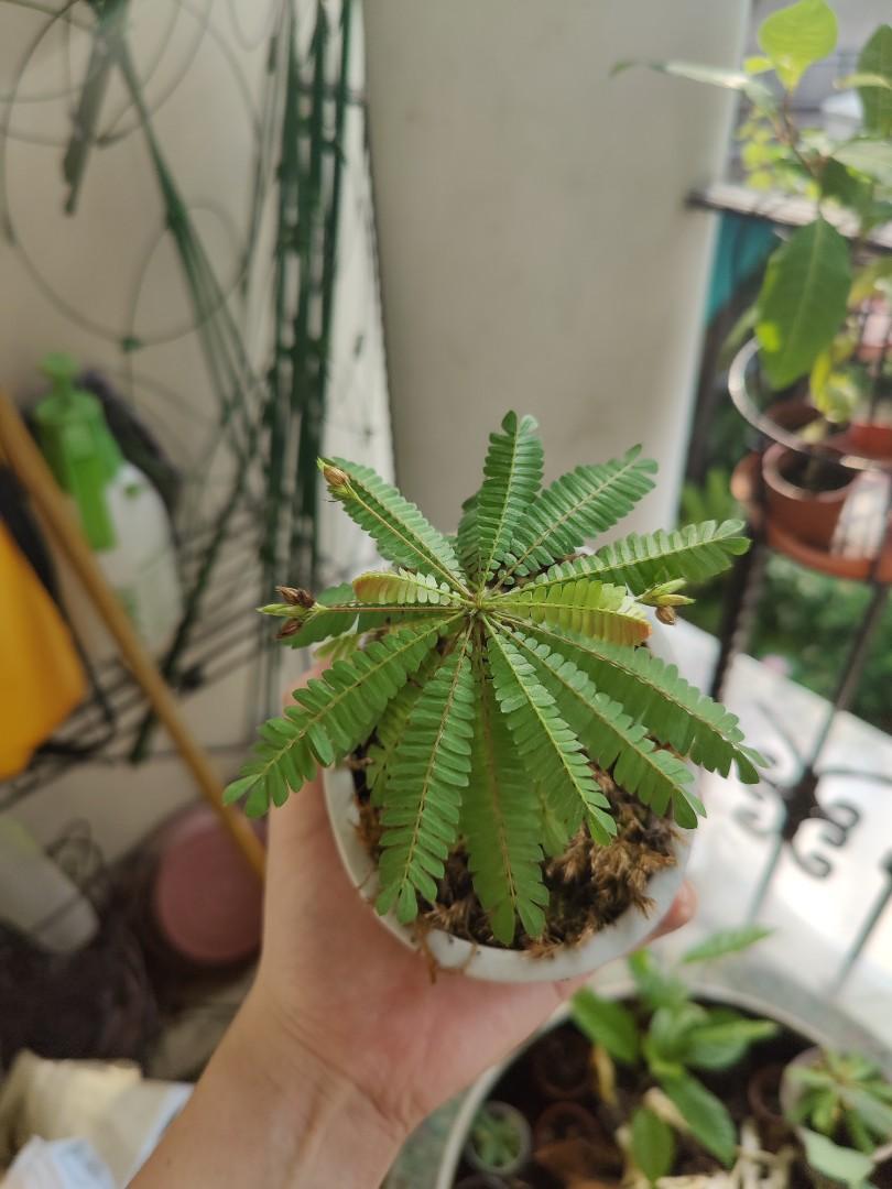 Little Tree plant (Biophytum Sensitivum), Furniture & Home Living ...