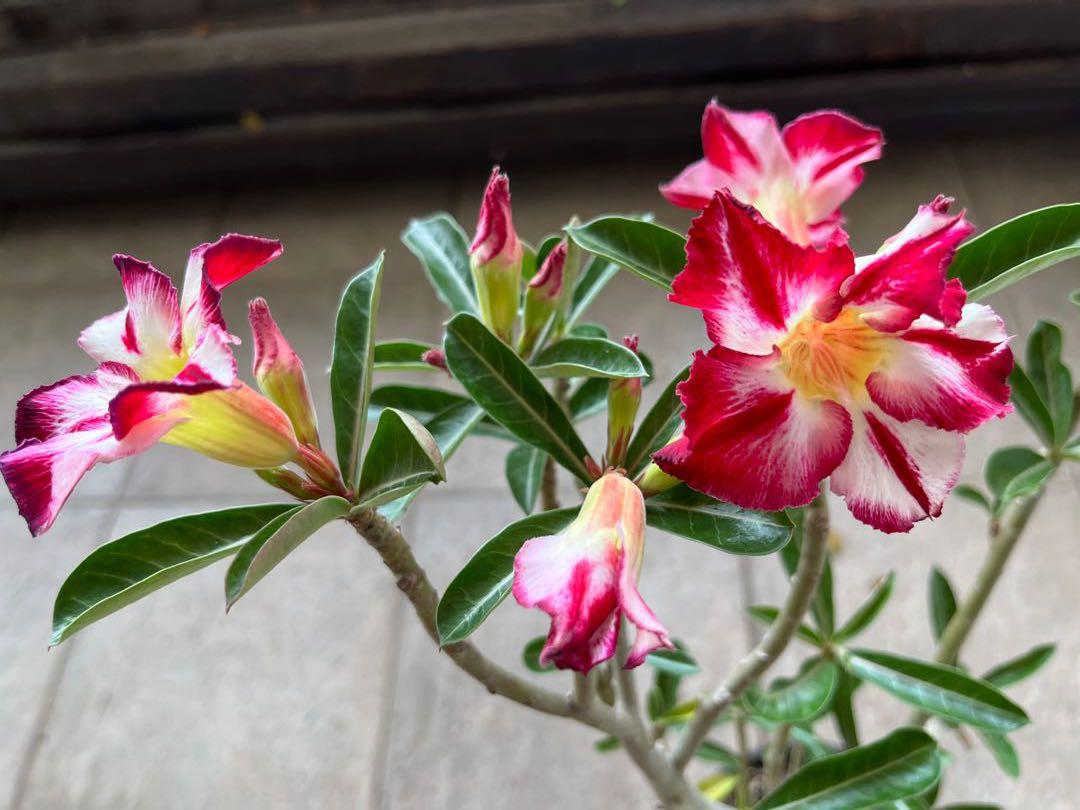 Seed grown adenium with unique flower, Furniture & Home Living ...