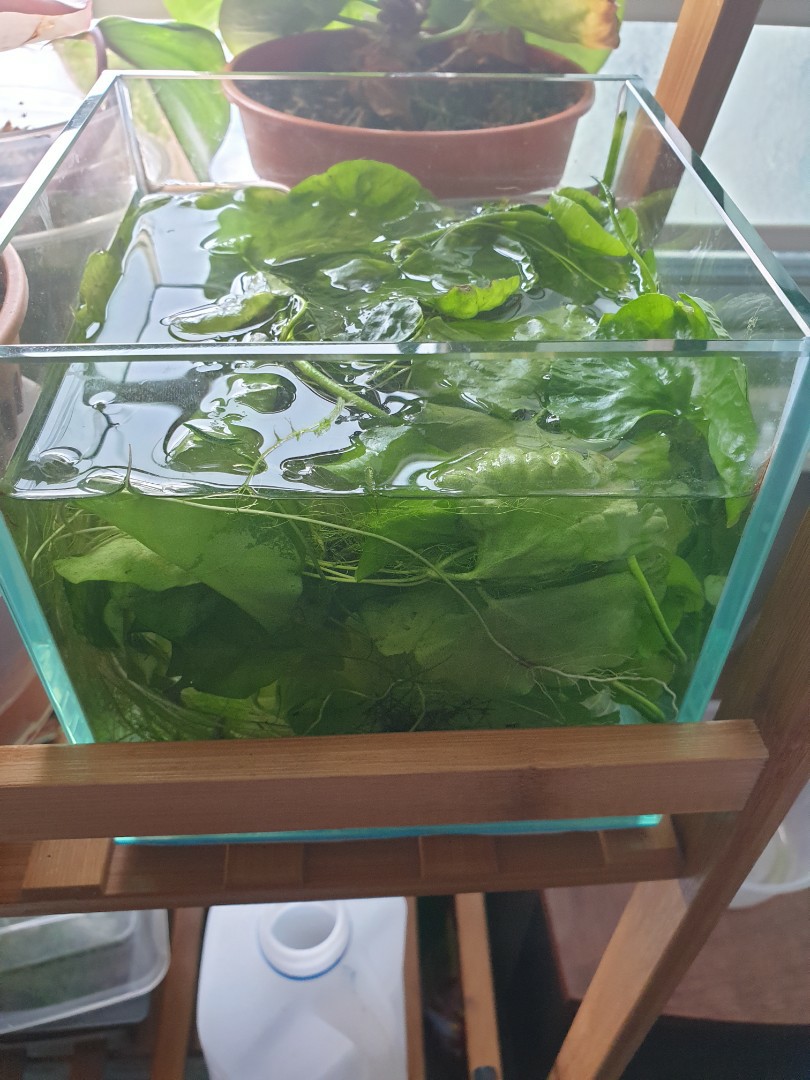 Free Mini Lily Pads, Furniture & Home Living, Gardening, Plants & Seeds ...